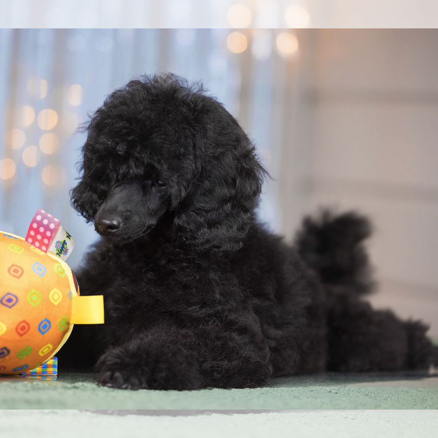 Пудель, щенок