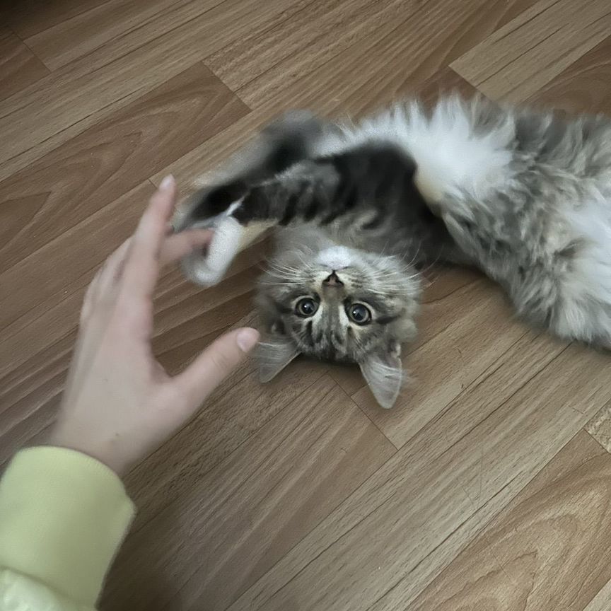 Котенок в добрые руки