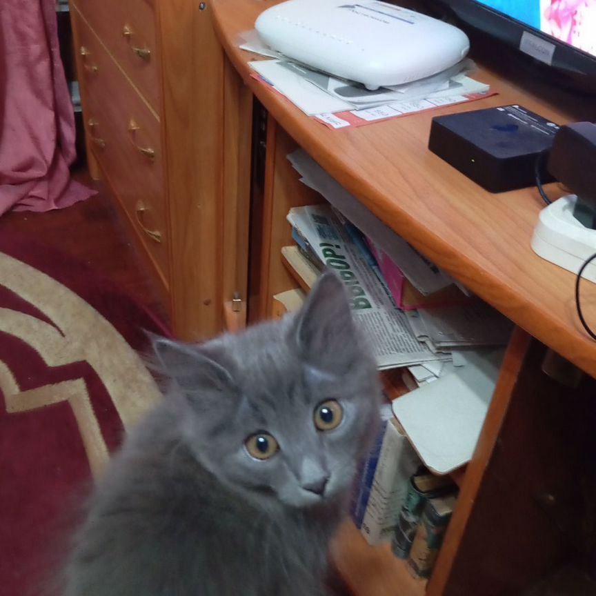 Котёнок в добрые руки