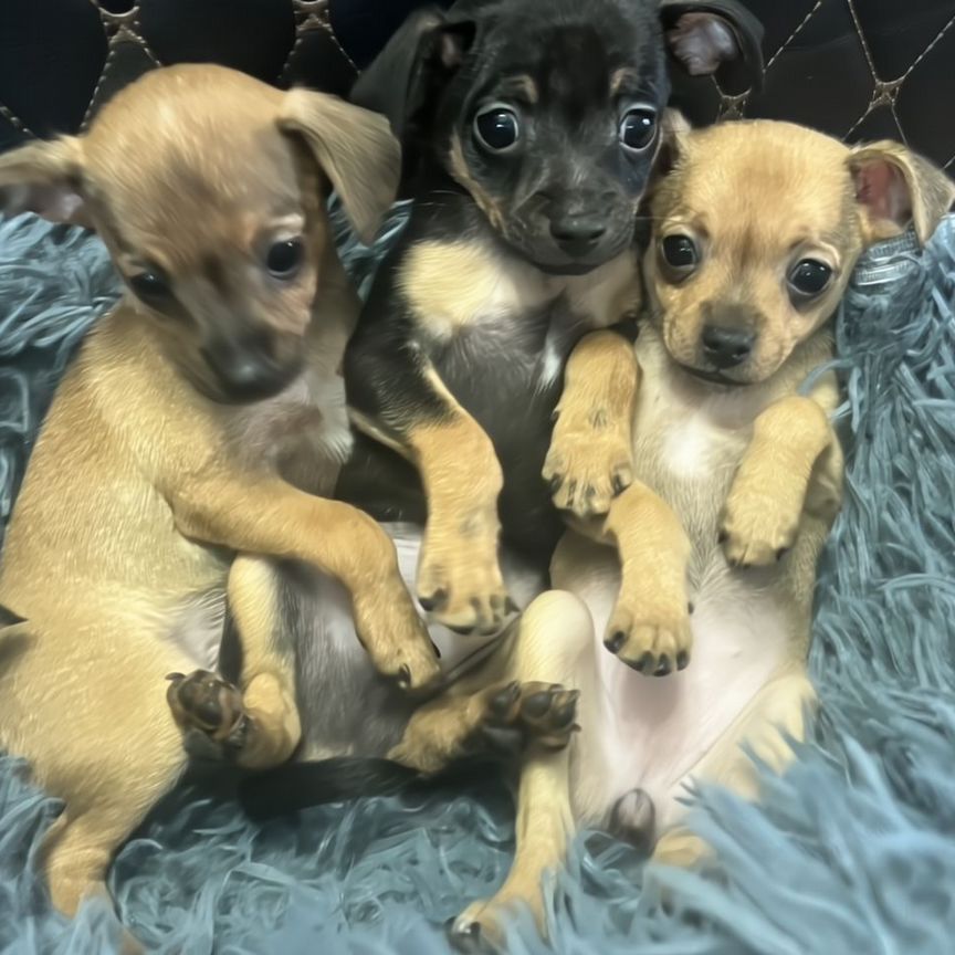 Русский той-терьер, щенок