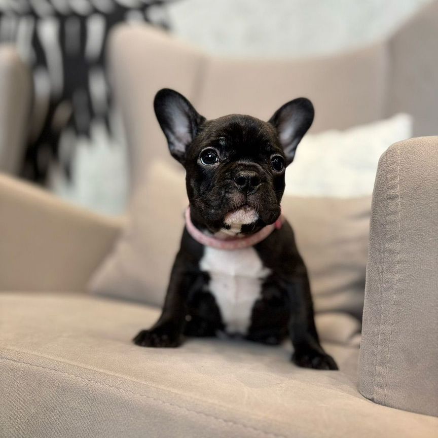 Французский бульдог