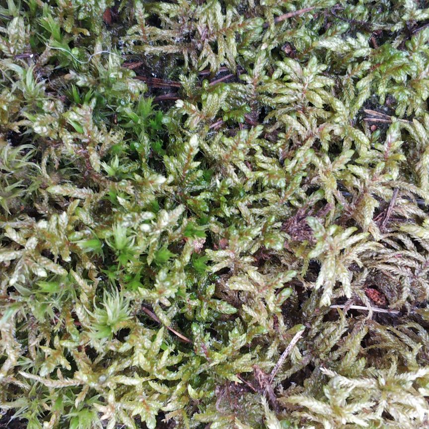 Мох боровой