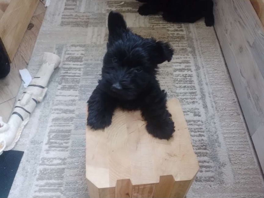 Скотч-терьер