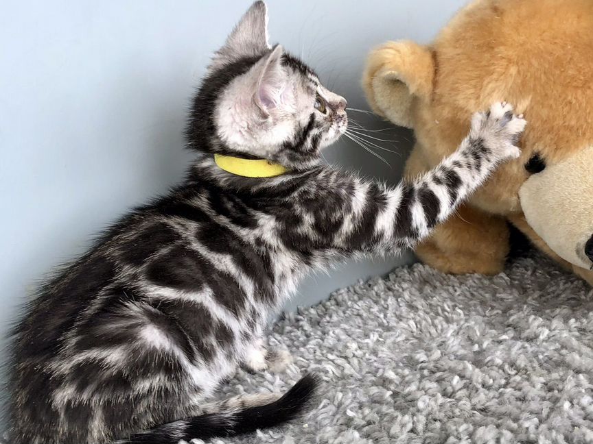 Бенгальская серебряная девочка