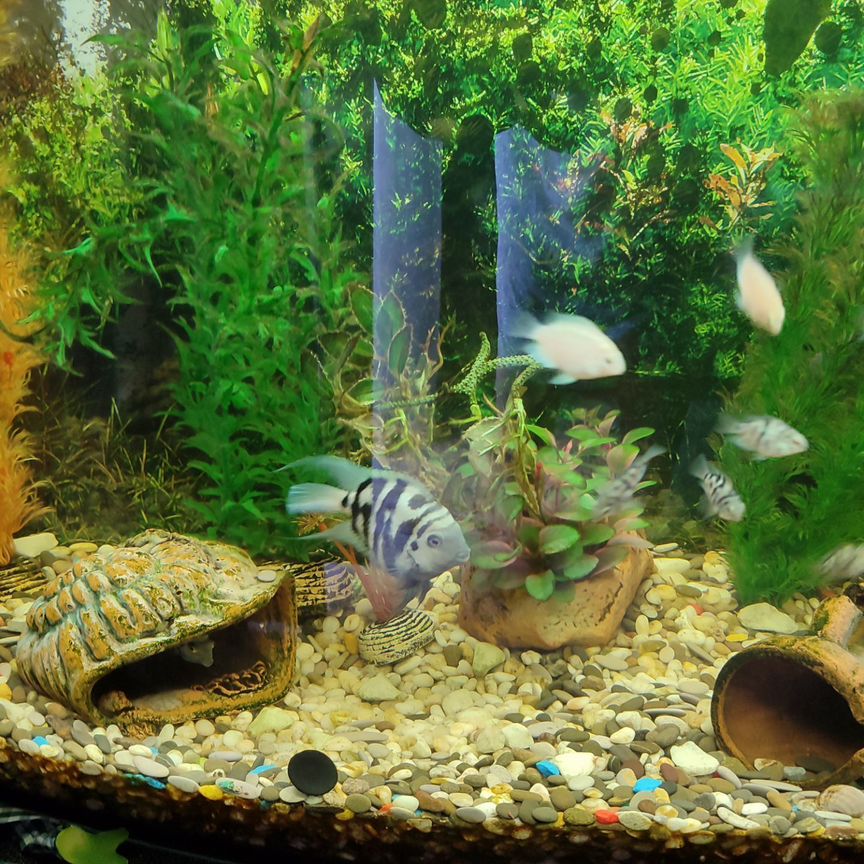 Аквариумные рыбки