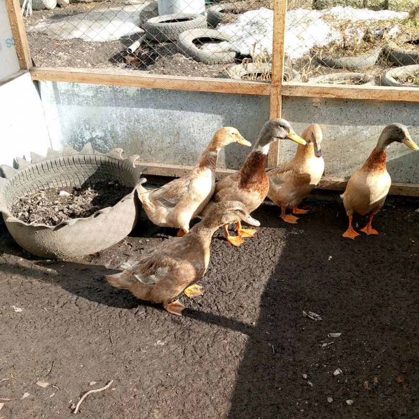Продаются утки