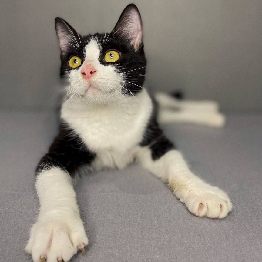 Черно-белый котенок Снич ищет дом