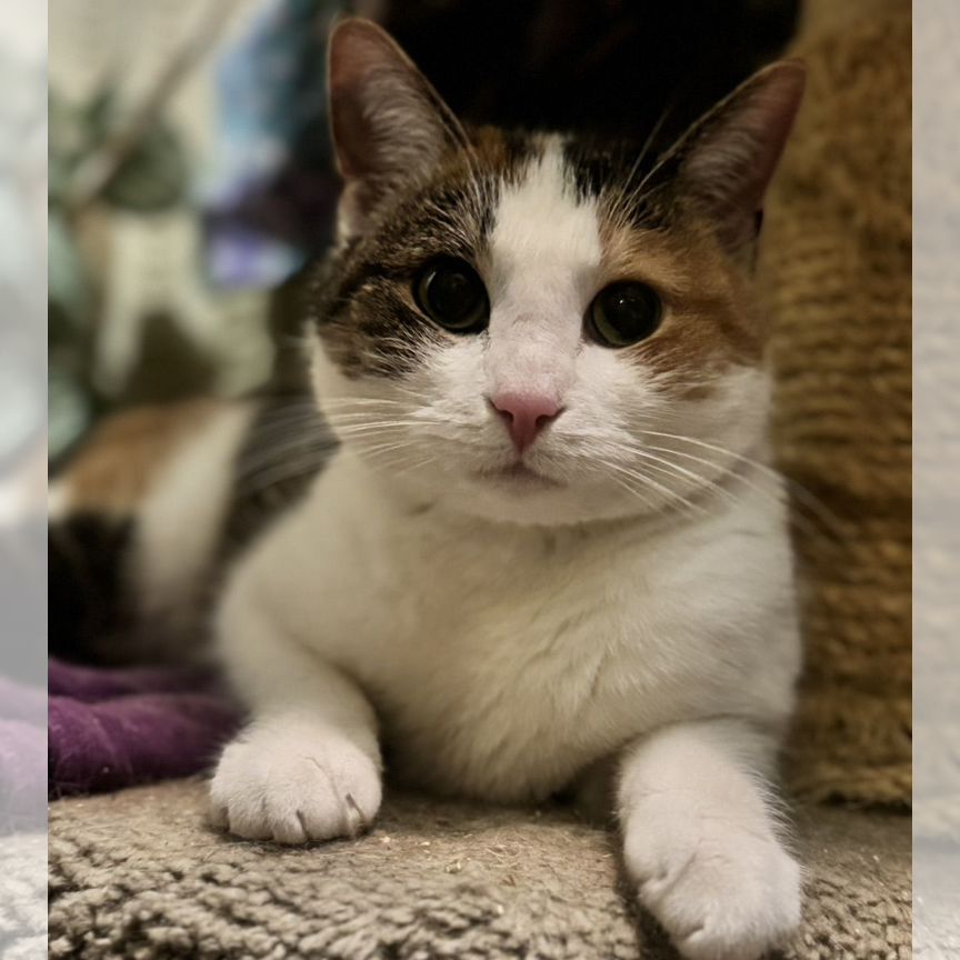 Взрослая кошка в добрые руки