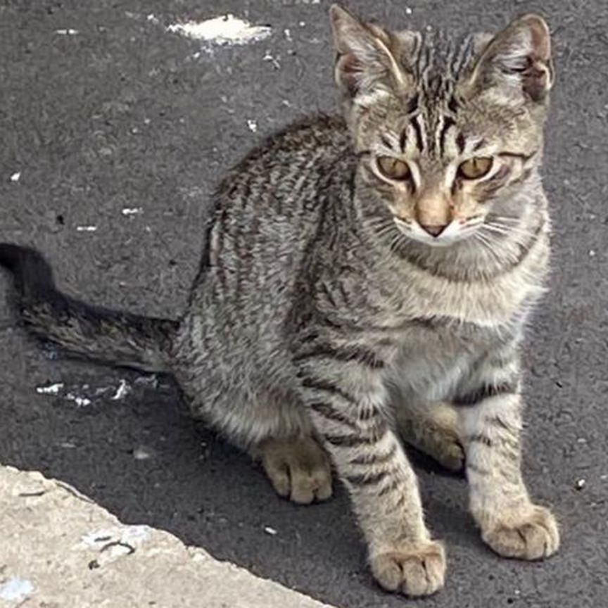 Ласковый ручной котенок на улице