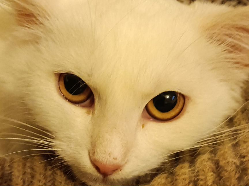 Белый котенок бесплатно