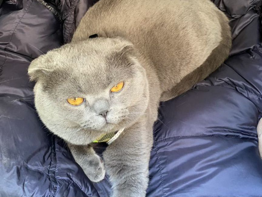 Кот для случки