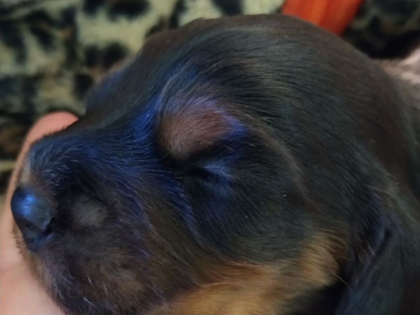 Собаки щенки Английского Кокер спаниеля