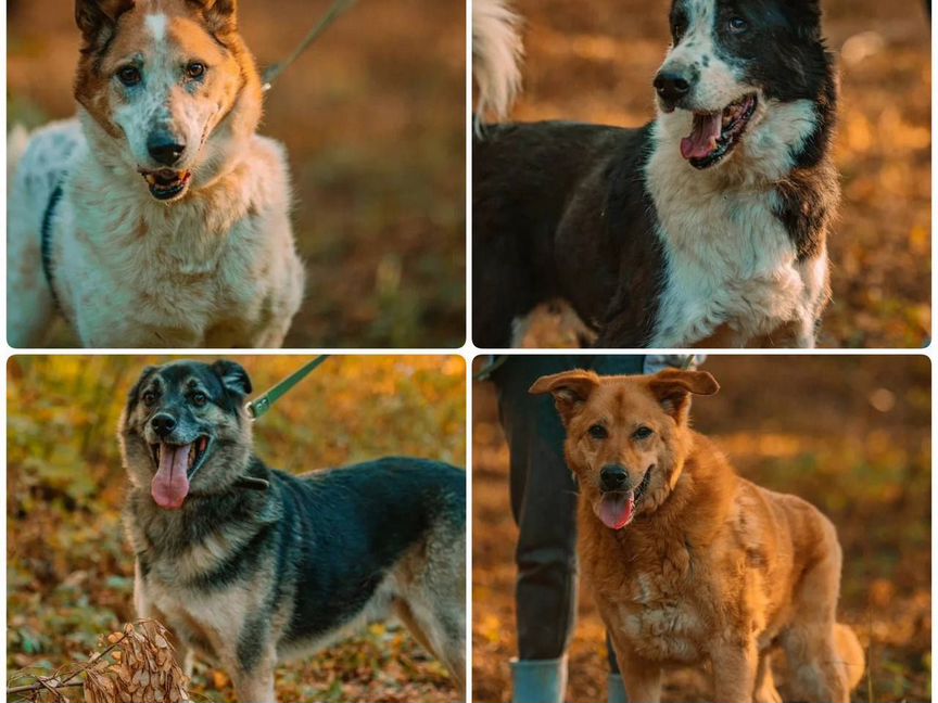 Приезжайте погулять с собаками