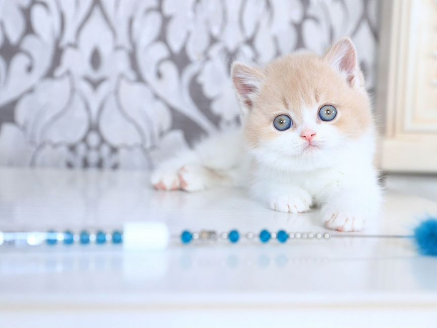 Прекрасный британский мальчик Zevs