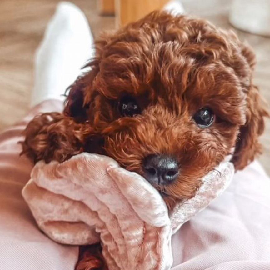 Той-пудель, щенок