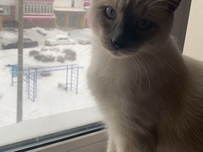 Котенок тайский мальчик