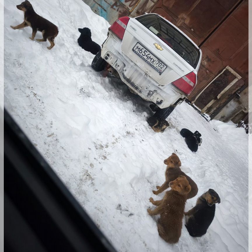 Щенки в опасности