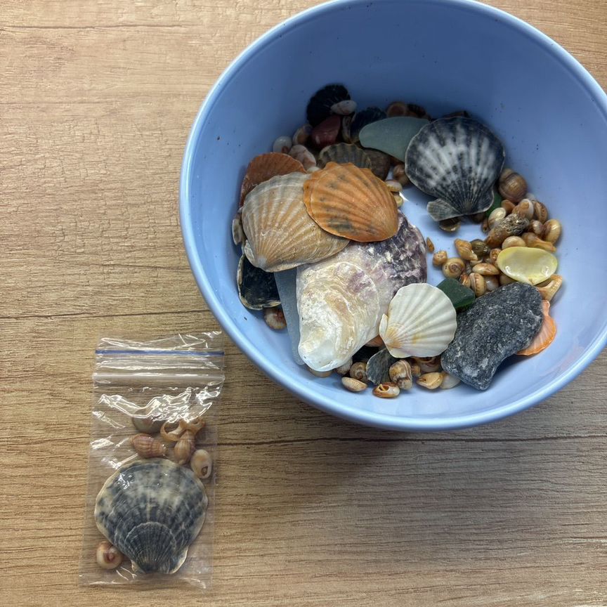 Морские ракушки