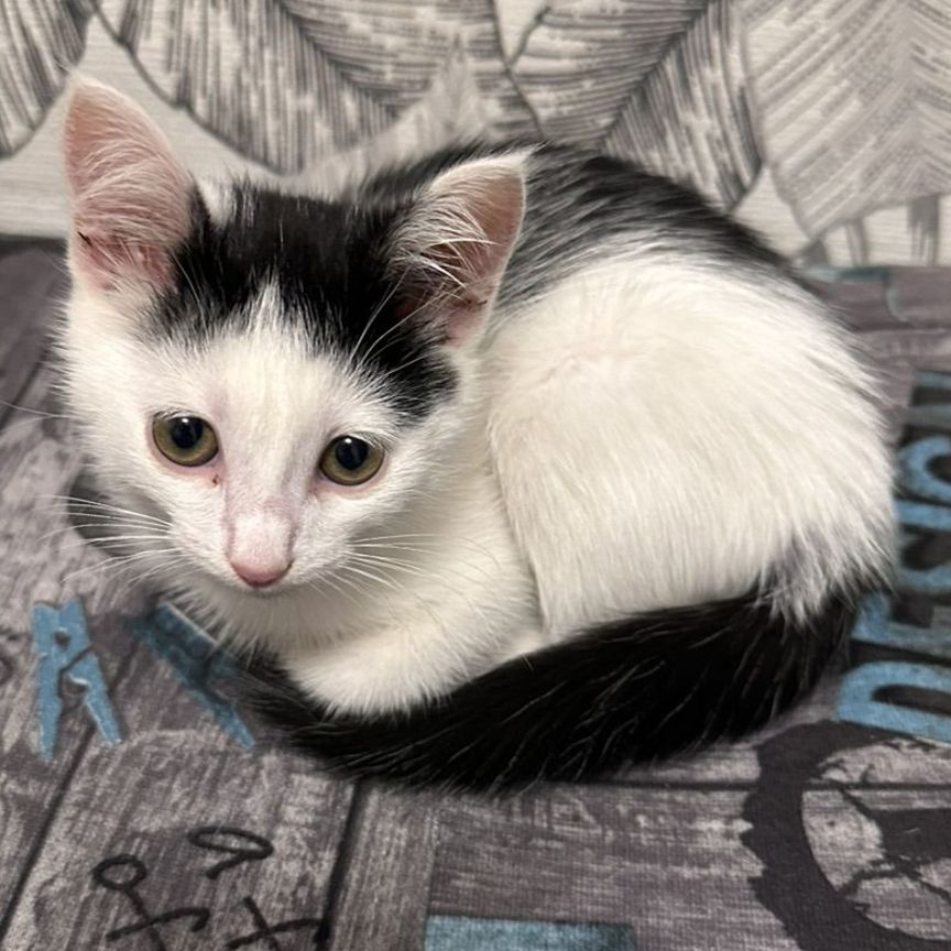 Котёнок в добрые руки