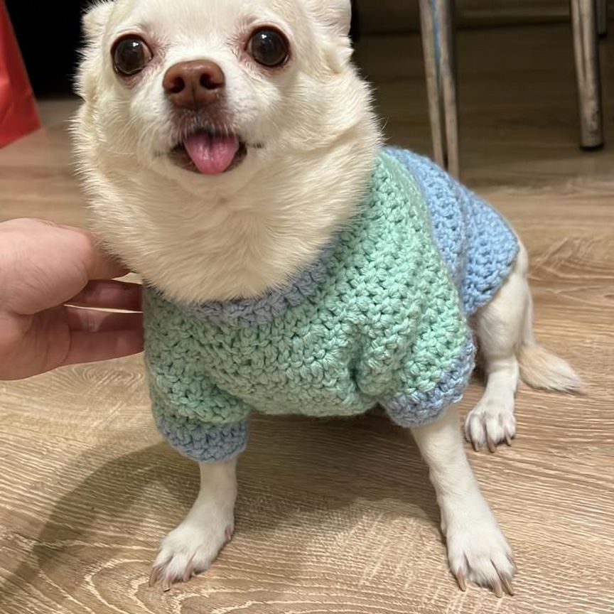 Вязаная одежда для собак