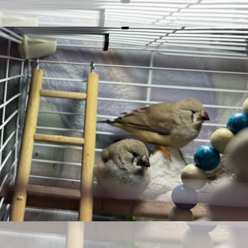 Зебровые амадины