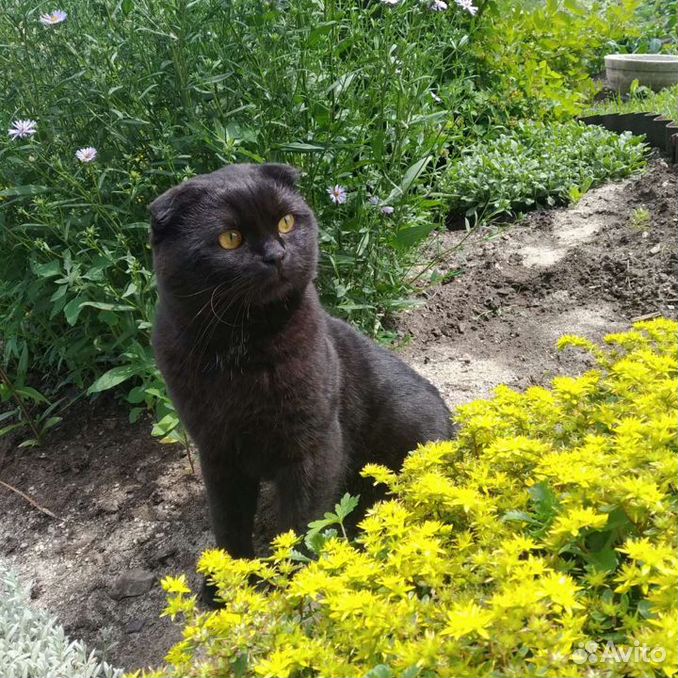 Вязка.Скотиш фолд, мальчик