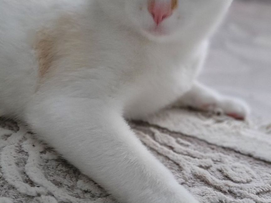 Кот Альбинос