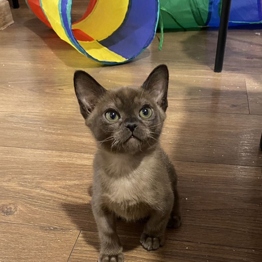 Европейский бурманский котёнок