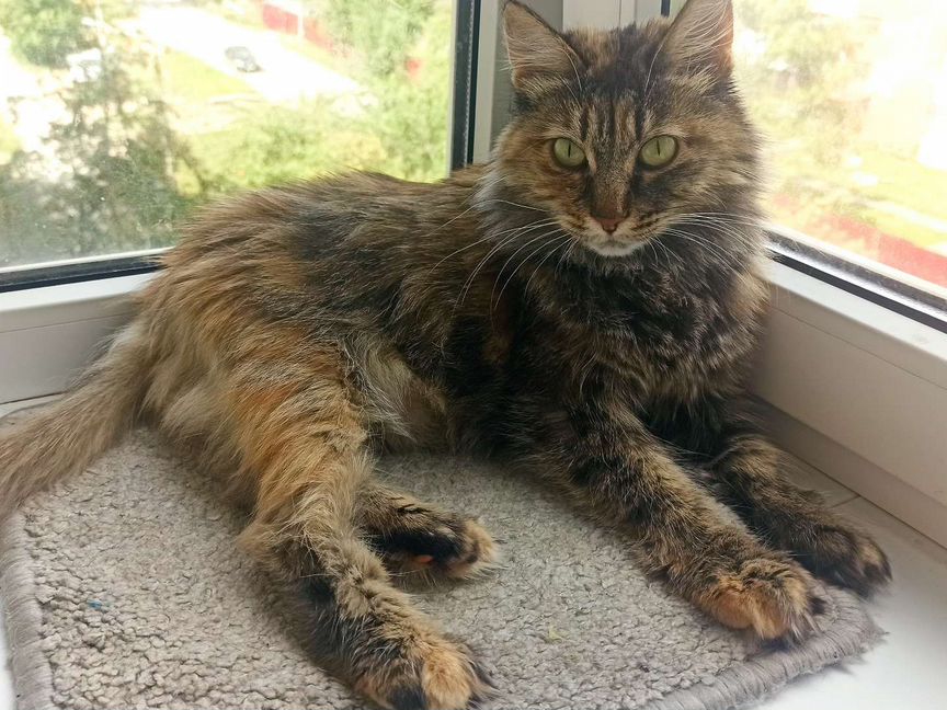 Сибирская кошка