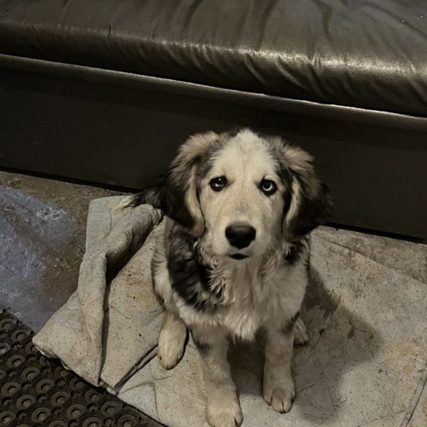 Сибирский хаски, щенок