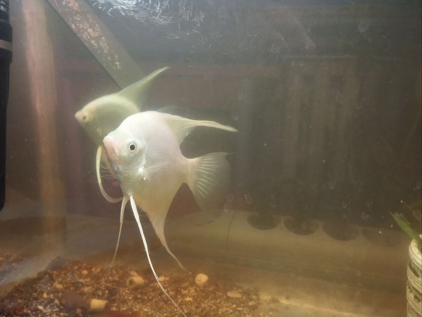 Скалярия платина нерестовая пара