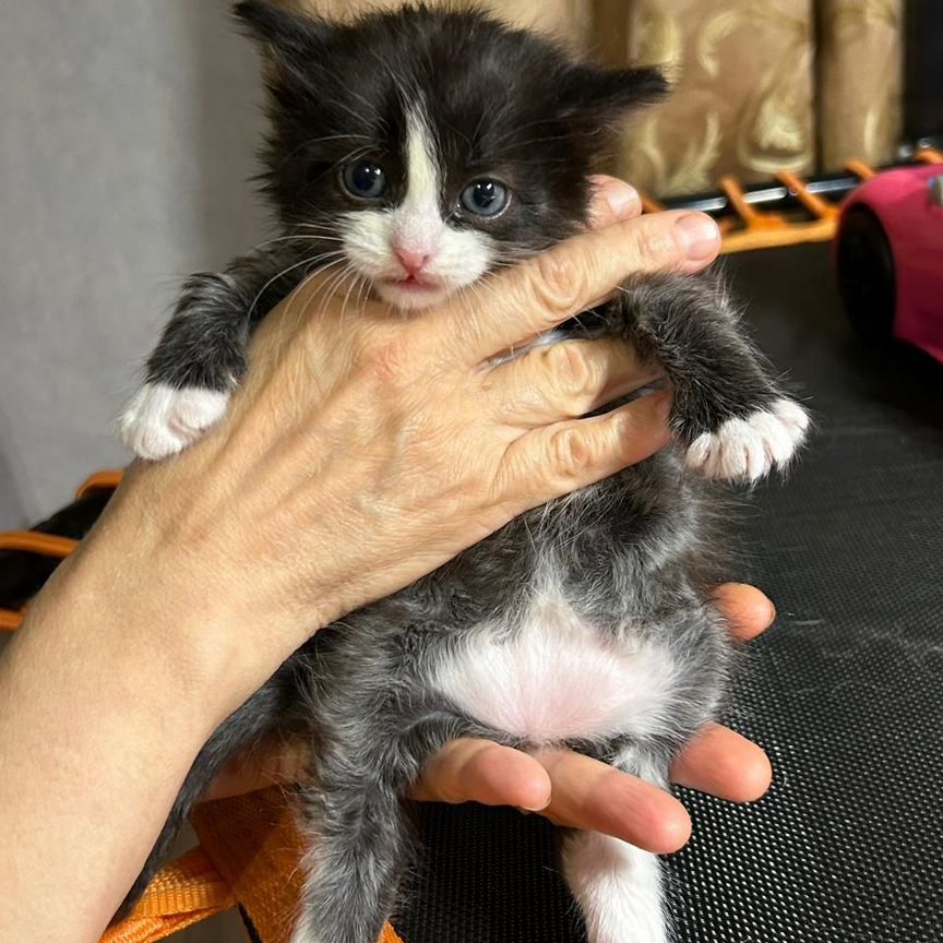 Котёнок в добрые руки