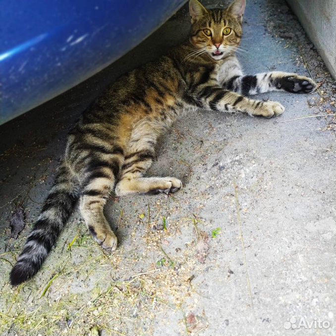 Молоденький красивый потеряшка ищет дом