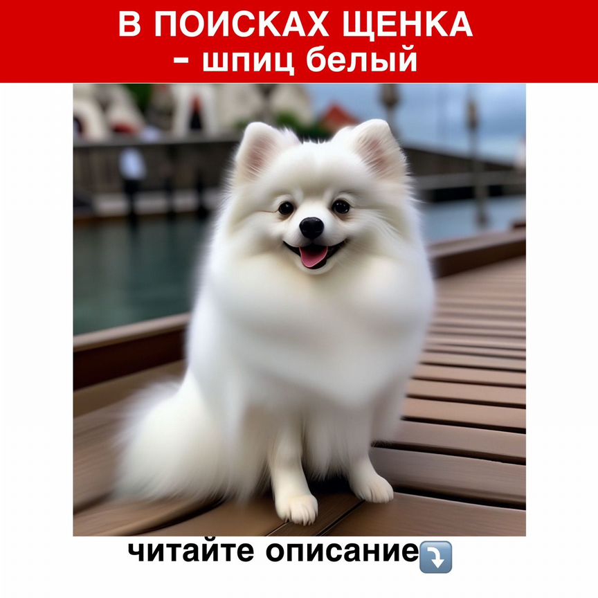 Шпиц щенок белый