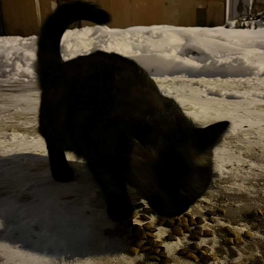Ласковая кошка, хозяйка выкинула на улицу