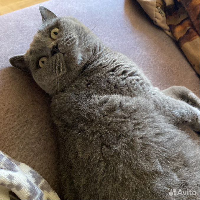 Отдам британскую кошка в доьрые руки