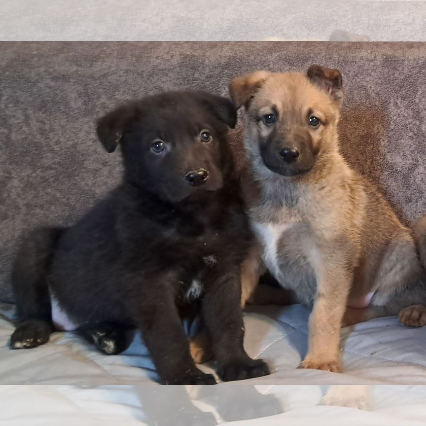 Немецкая овчарка, щенок