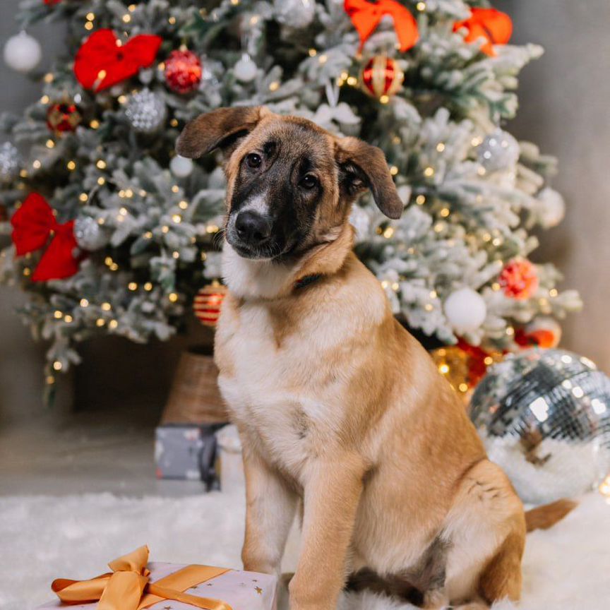 Очаровательная Майя ищет дом