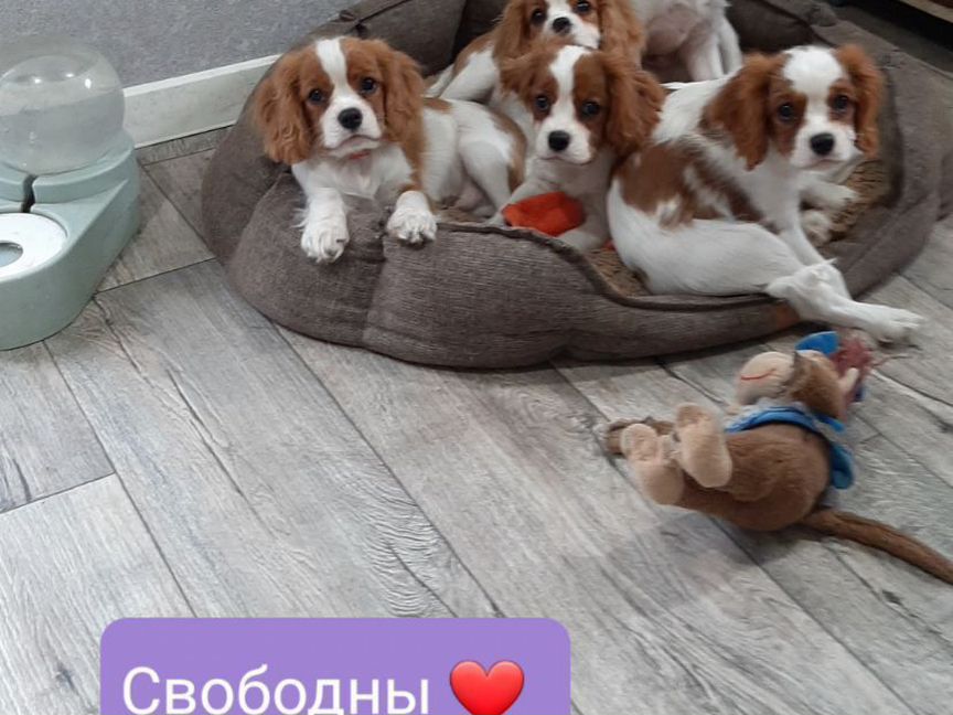 Щенята кавалер кинг чарльз спаниель