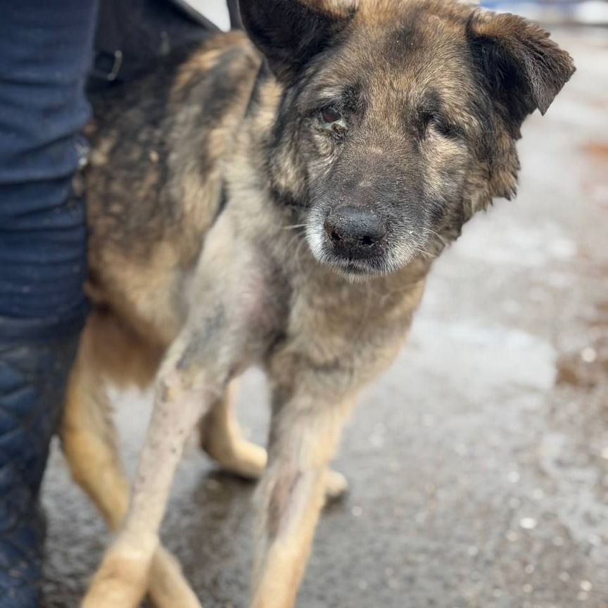 Старенькая собака в приюте