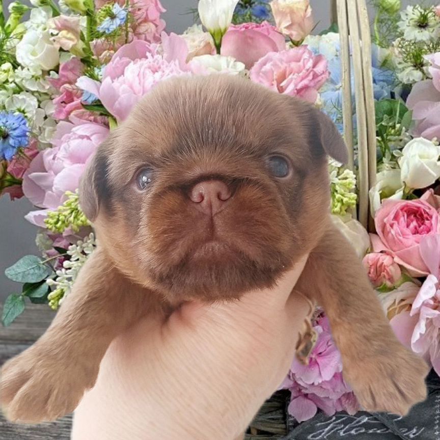 Бельгийский гриффон