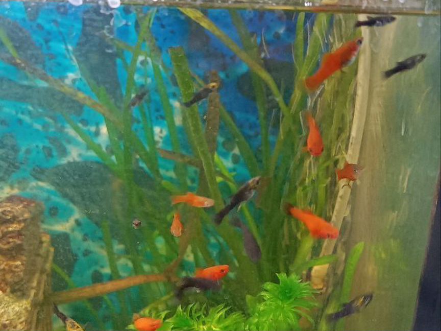 Аквариумные рыбки