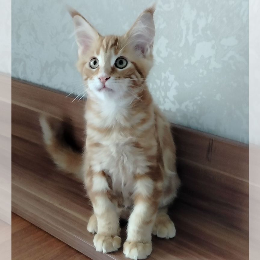 Котята мейн-кун