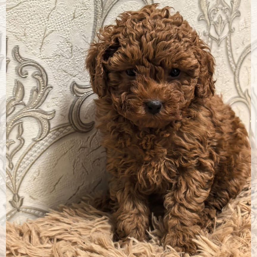 Той-пудель, щенок