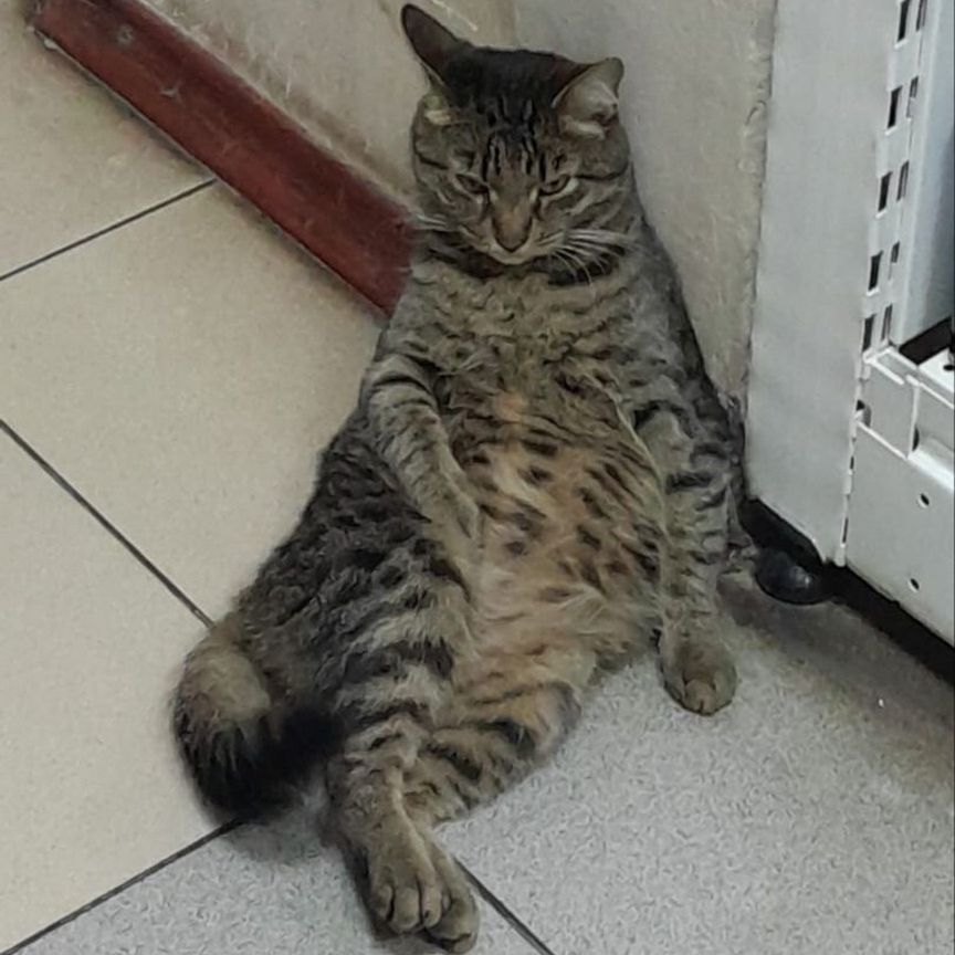 Кота выставляют за дверь