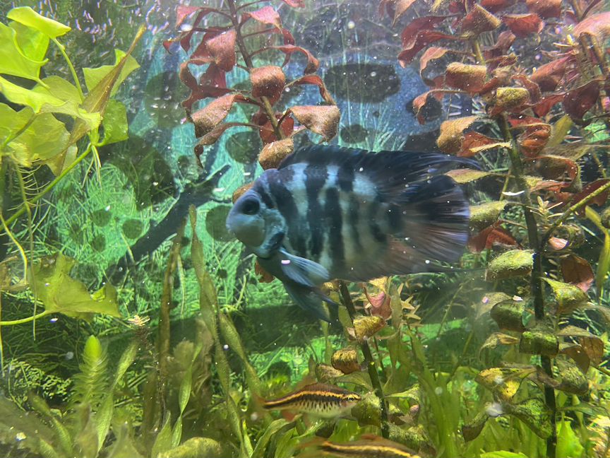 Рыбки голубые попугаи