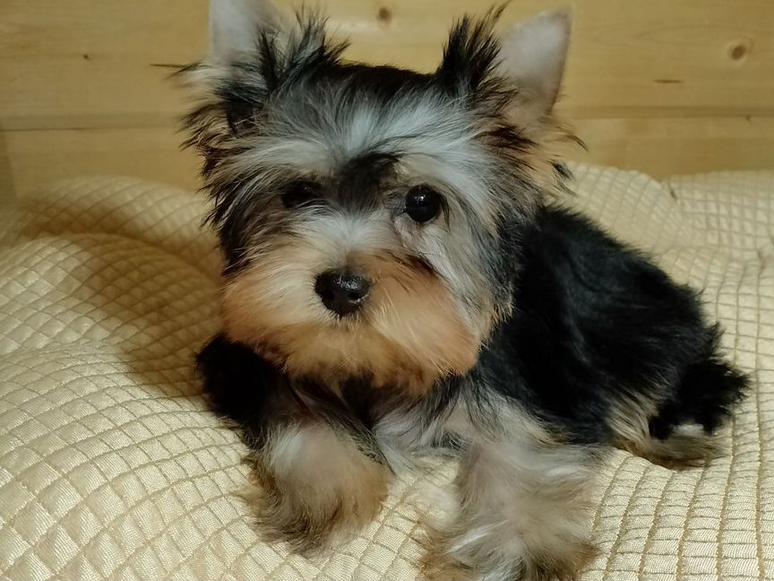 Девочка- йорк