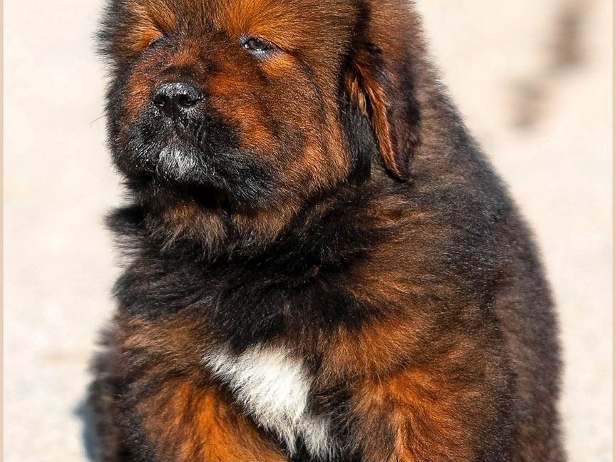 Щенки тибетского мастифа