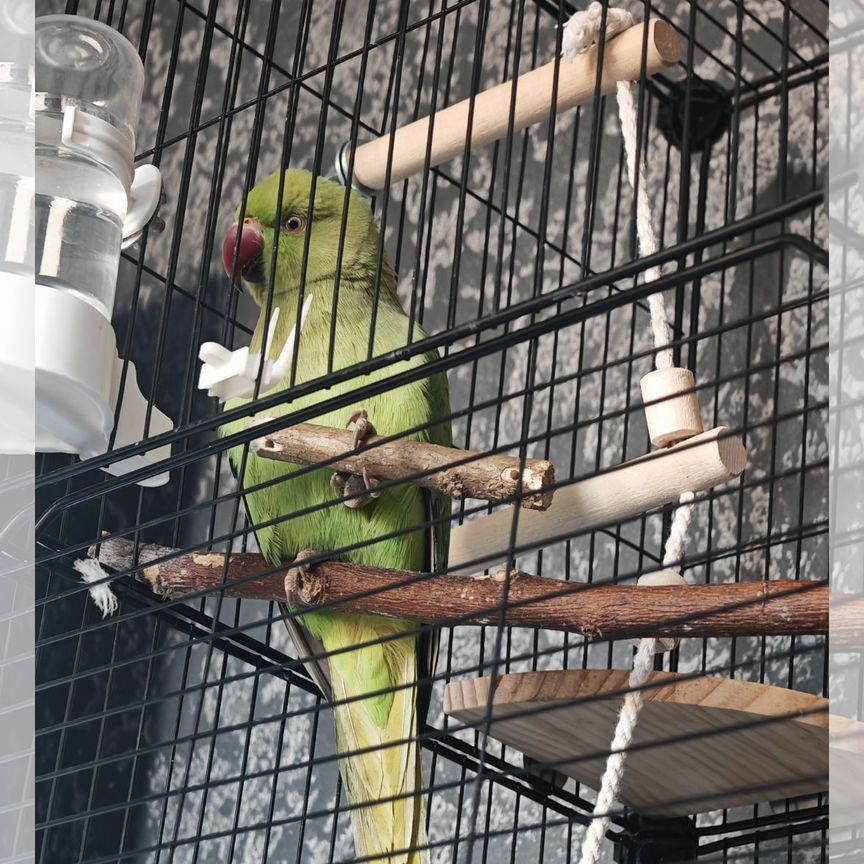 Ожереловый попугай