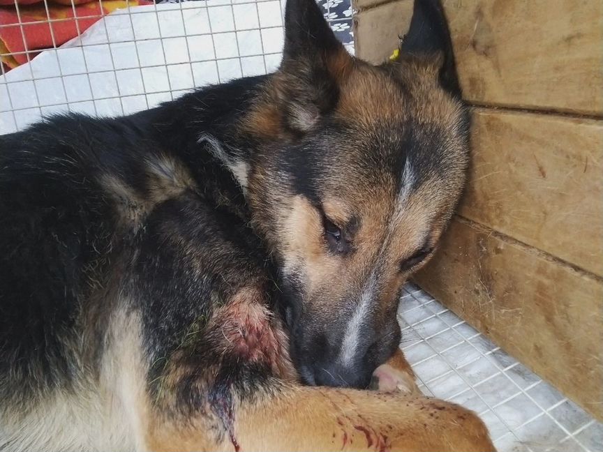 Собака с тяжёлой судьбой